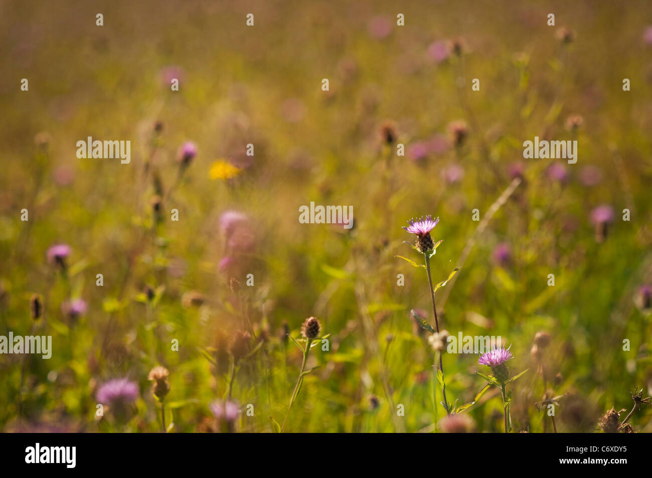 British meadow flowers Stock Photo - Alamy