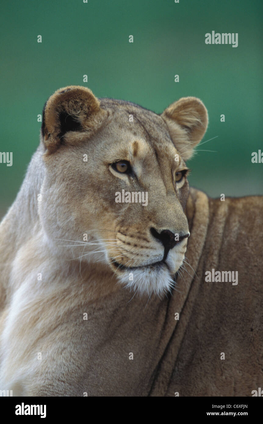 African lion looking back over hi-res stock photography and images - Alamy