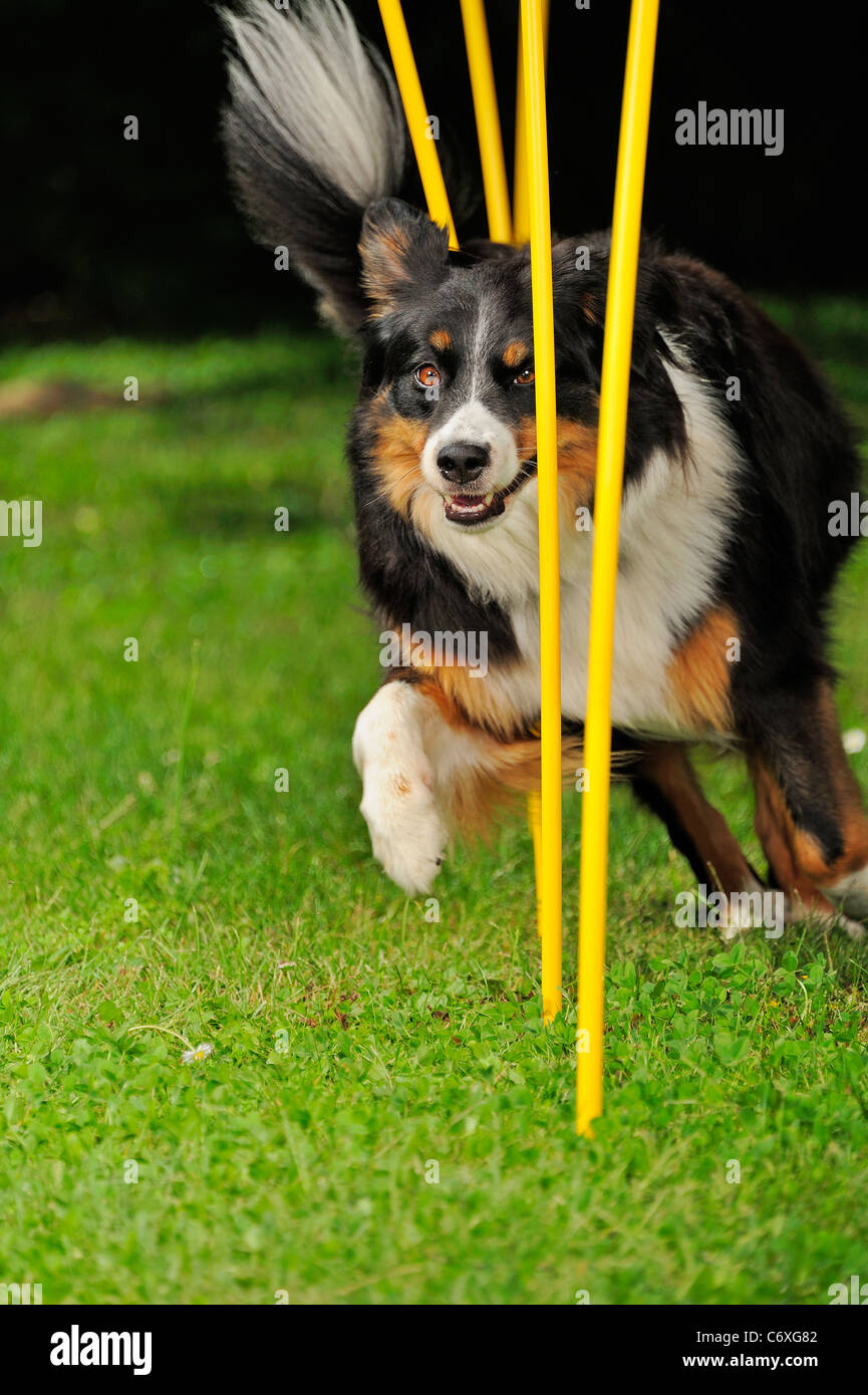 Breed cross hi-res stock photography and images - Alamy