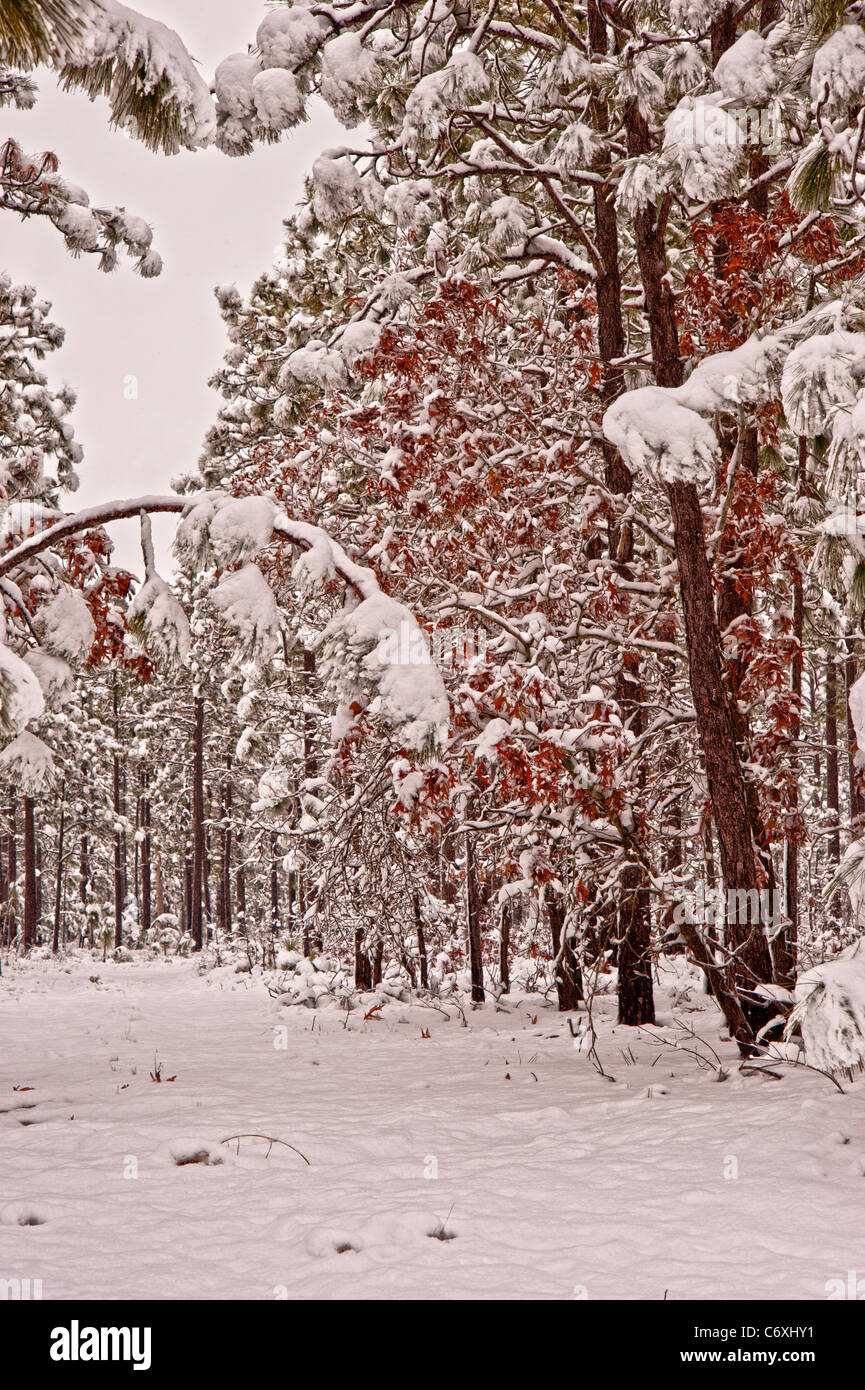 A forest scene covered in snow Stock Photo - Alamy