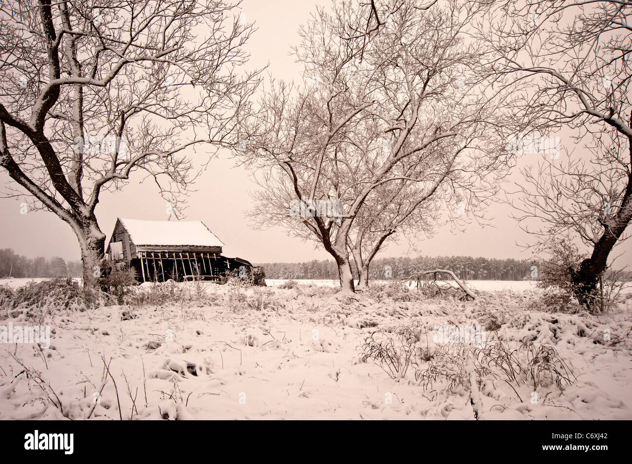 Beauty of ice storm hi-res stock photography and images - Alamy
