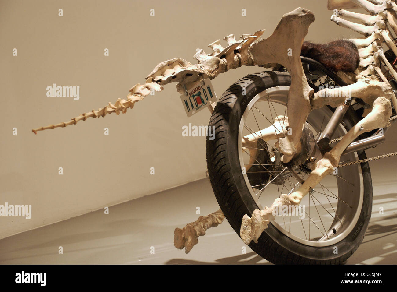The bike features skeletal remains of the cow from jaw hi-res stock ...