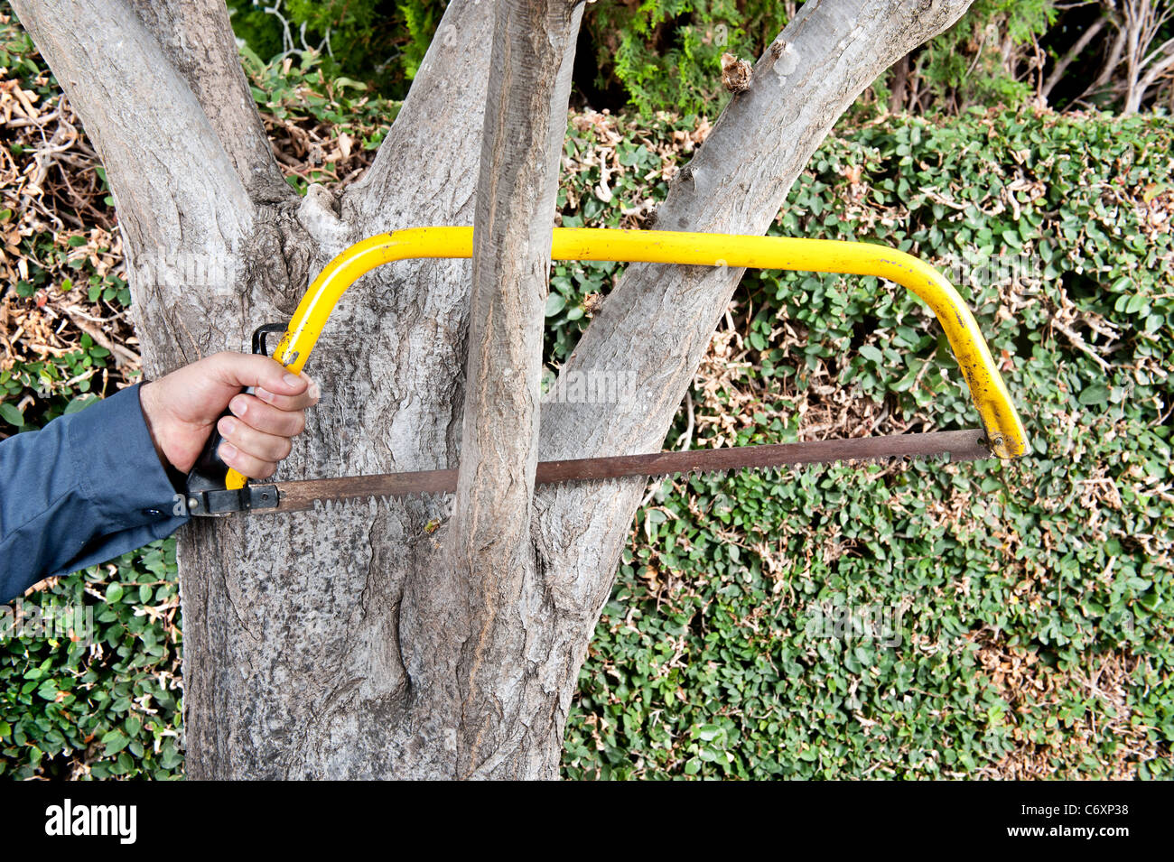 A gardener gets ready to saw off a tree branch Stock Photo - Alamy
