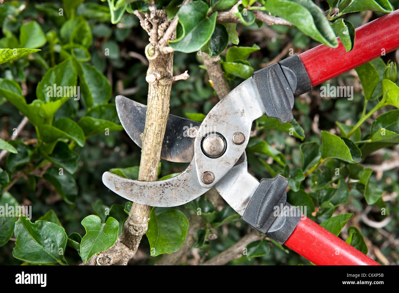 Branch Cutting Stock Photos & Branch Cutting Stock Images - Alamy