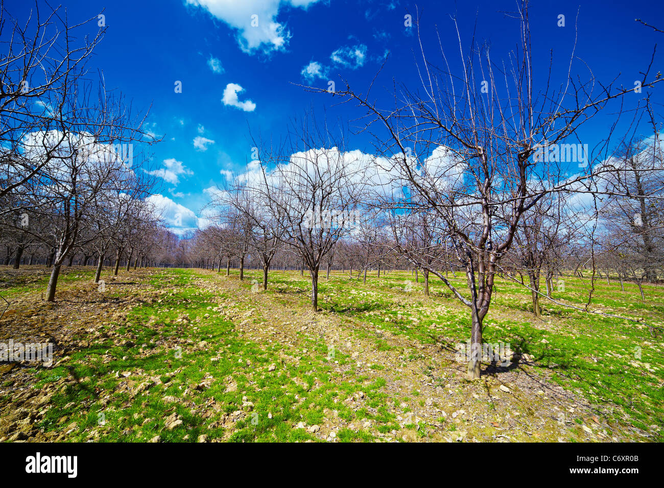 Rural landscape with an orchard of young apple trees Stock Photo - Alamy