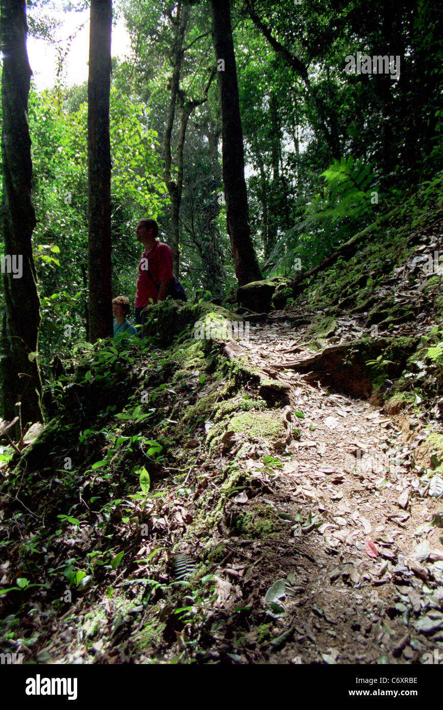 Jungle track in the Cameron Highlands, West Malaysia Stock Photo - Alamy