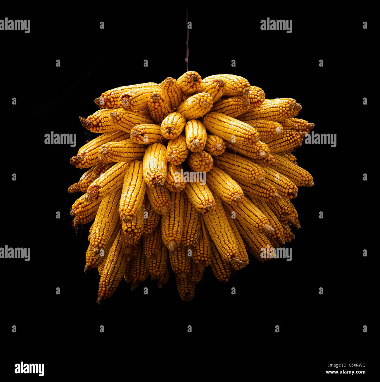 Ripe golden corn harvest in cluster on black. Close-up shot Stock Photo ...