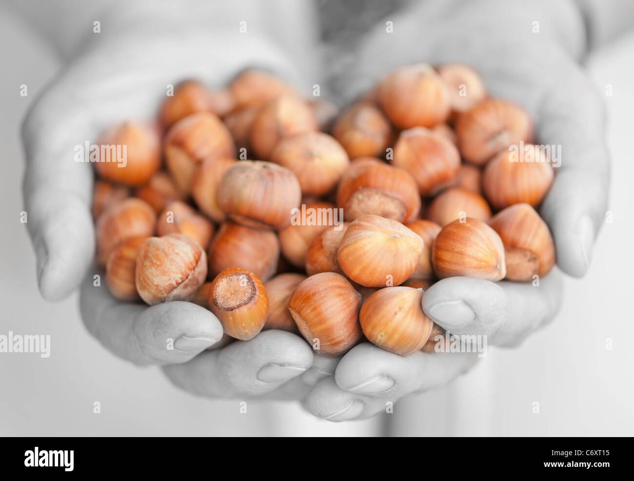 Harvesting nuts hi-res stock photography and images - Alamy