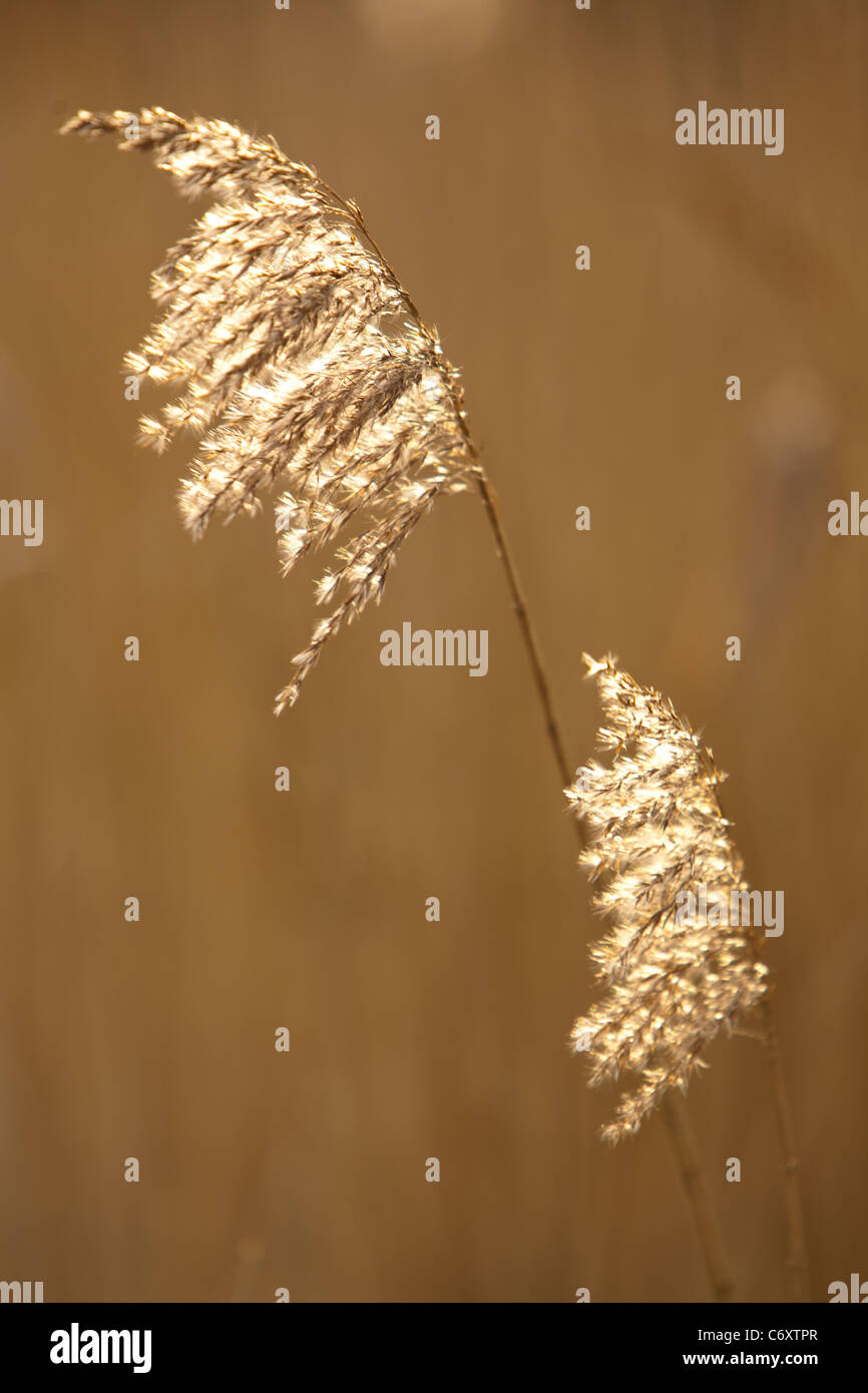 Reeds swaying in breeze hi-res stock photography and images - Alamy
