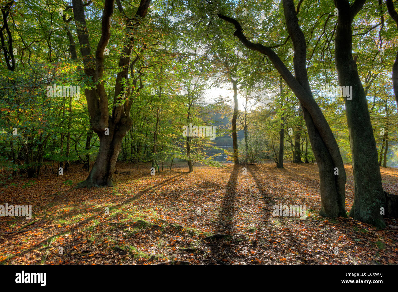 Epping forest hi-res stock photography and images - Alamy