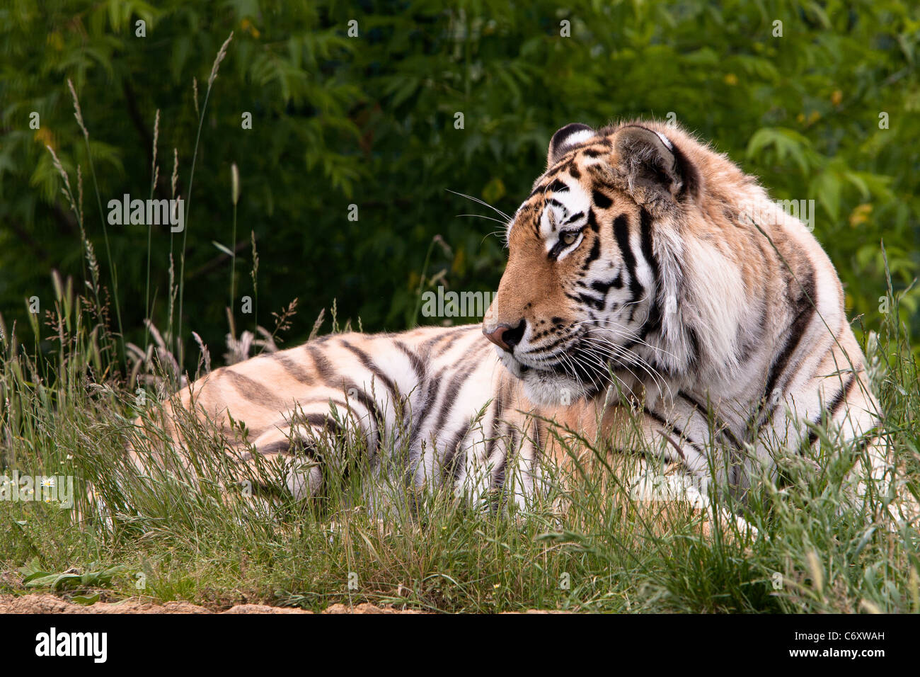 A majestic Siberian tiger (Panthera tigris altaica) lies peacefully in ...
