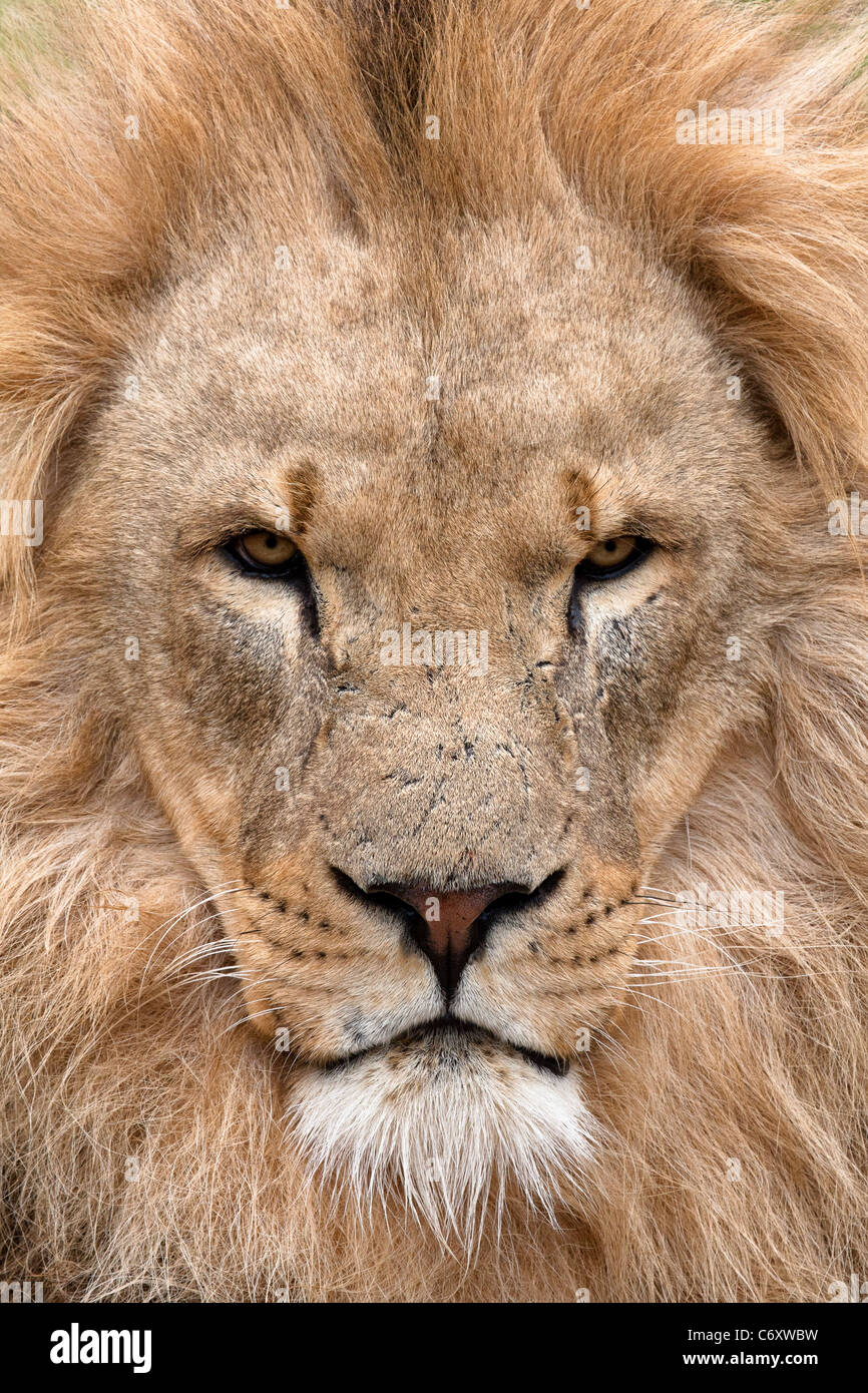 Lion head close-up Stock Photo - Alamy