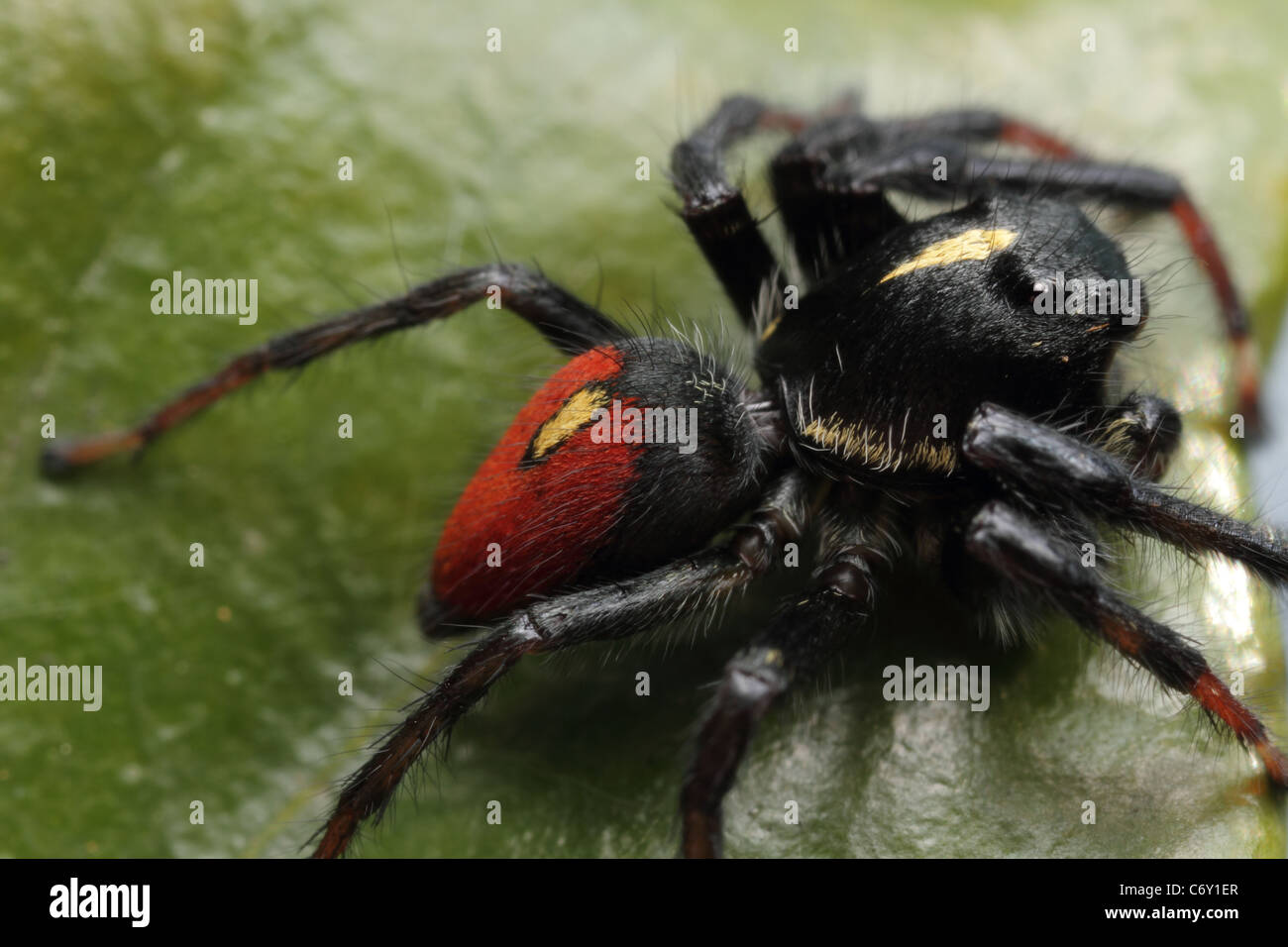 Red color spider hi-res stock photography and images - Alamy