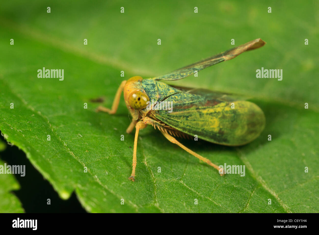 Green leafhopper hi-res stock photography and images - Alamy