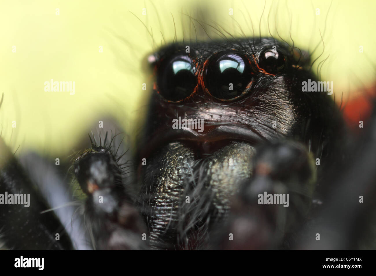 Eyes of a male of jumper spider, salticidae family Stock Photo - Alamy