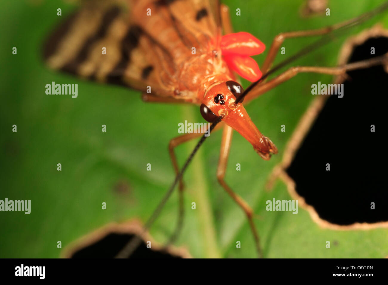 Scary scorpion hi-res stock photography and images - Alamy