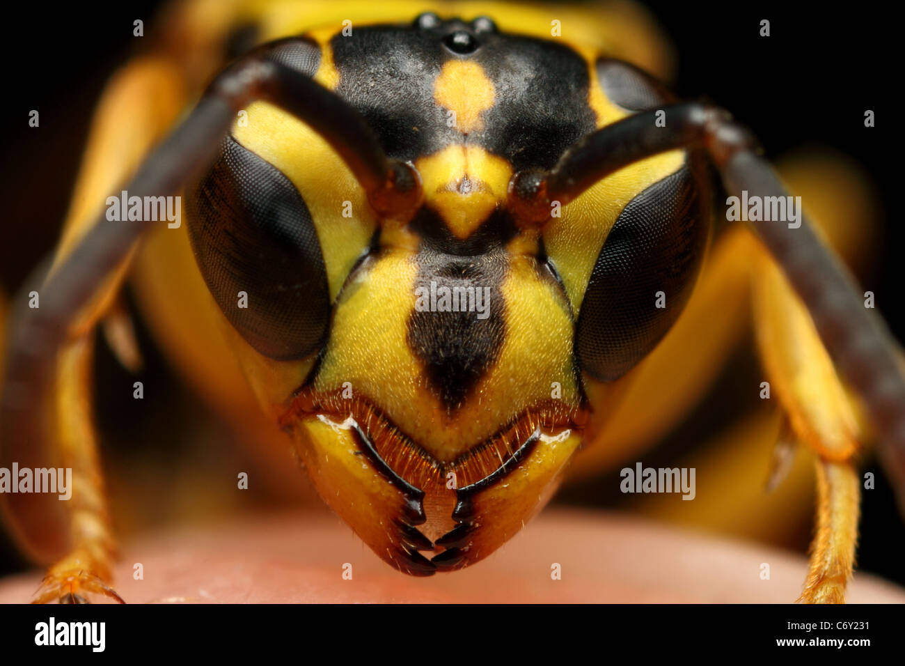 Portrait of a wasp in winter Stock Photo - Alamy