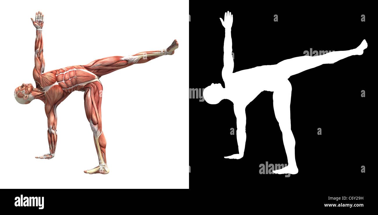 A human male figure withe muscle tissue exposed in various yoga and ...