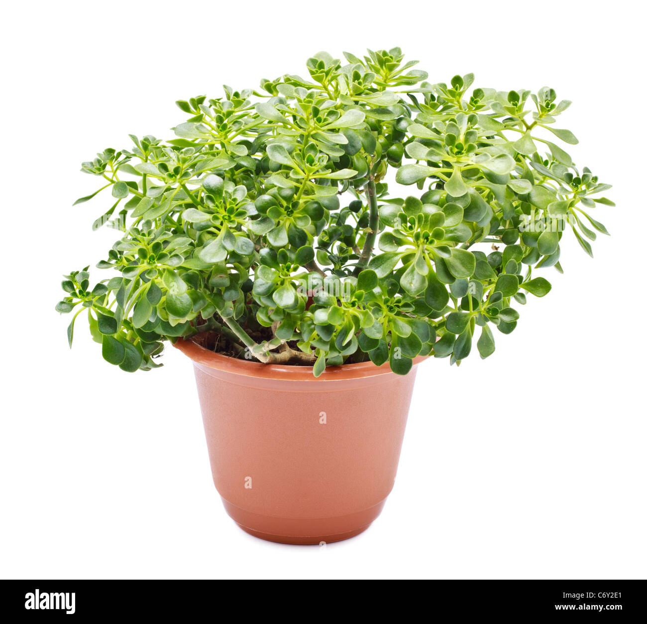 home plant in pot isolated on white Stock Photo - Alamy