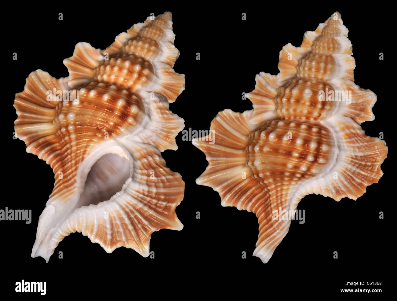 Gyrineum perca hi-res stock photography and images - Alamy