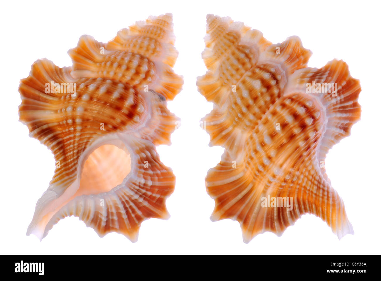 Triton shell hi-res stock photography and images - Alamy