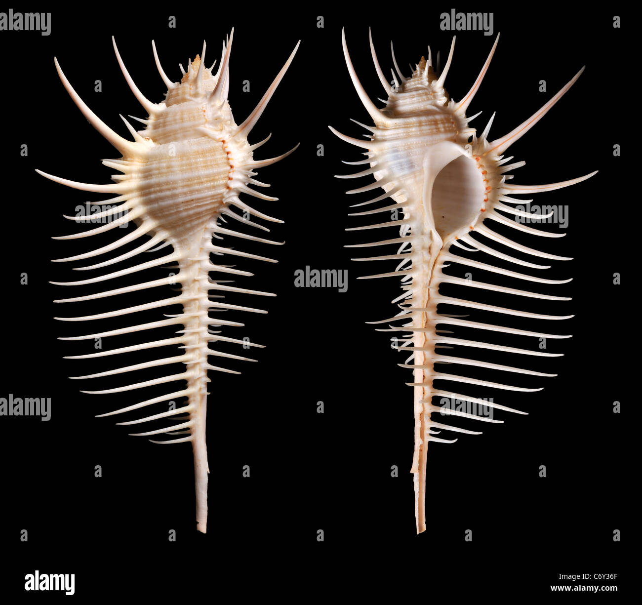 Venus Comb Murex shell (Murex pecten) c8cm. Phillipines Stock Photo - Alamy