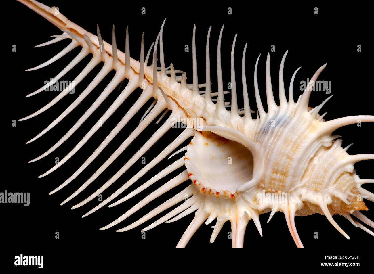 Venus comb murex hi-res stock photography and images - Alamy