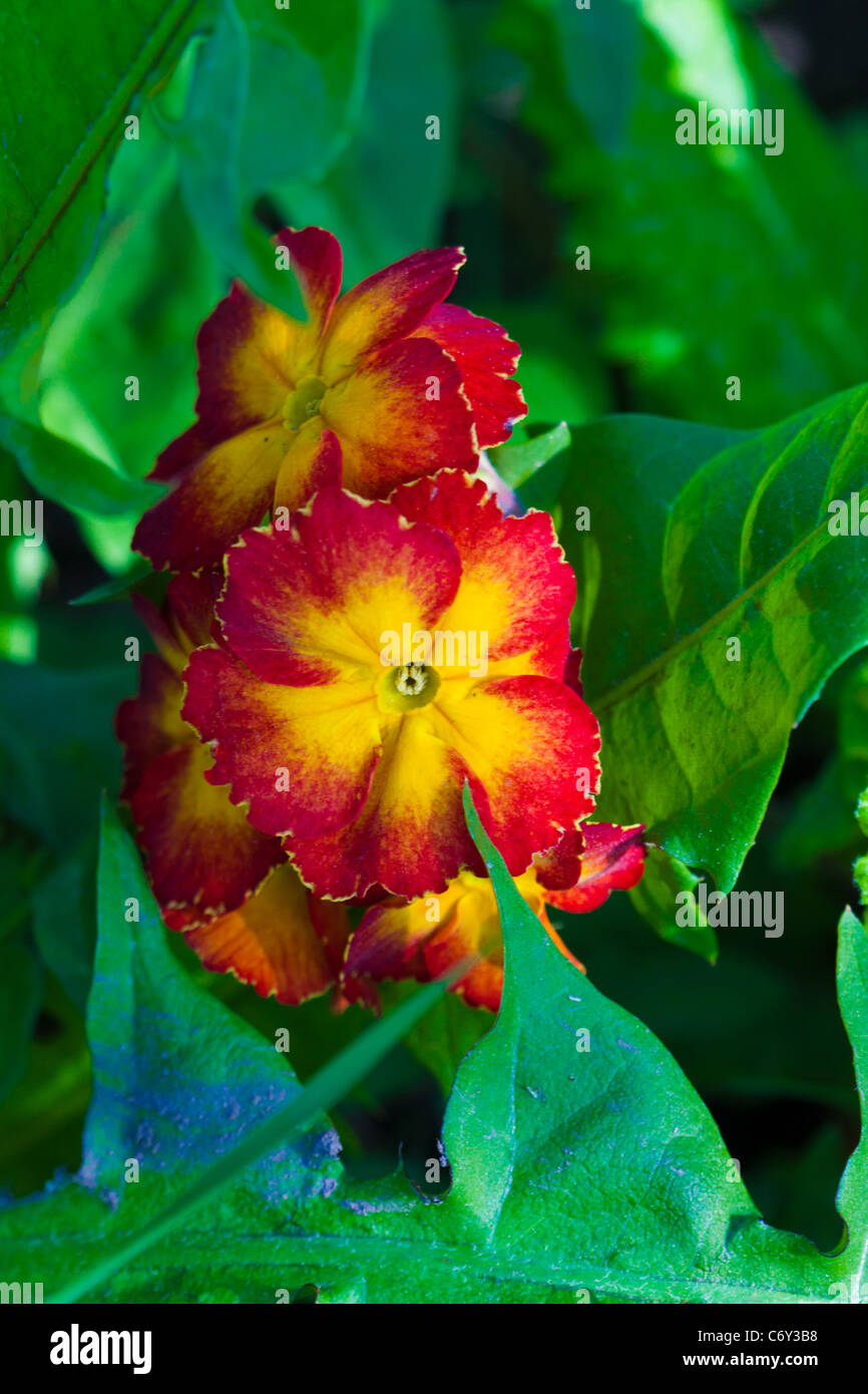 Red yellow Primrose flower in green nature Stock Photo - Alamy