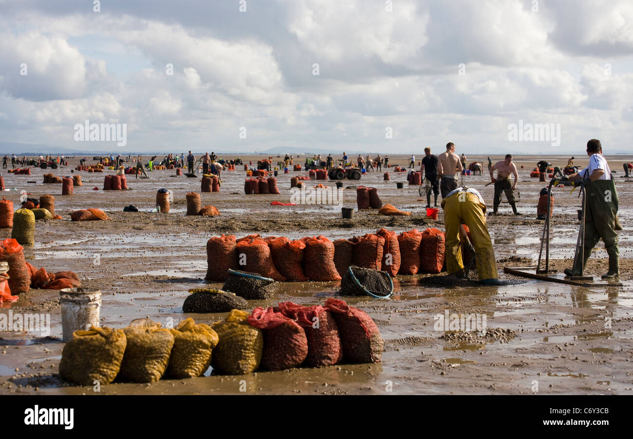 Shellfish Picker Stock Photos & Shellfish Picker Stock Images - Alamy