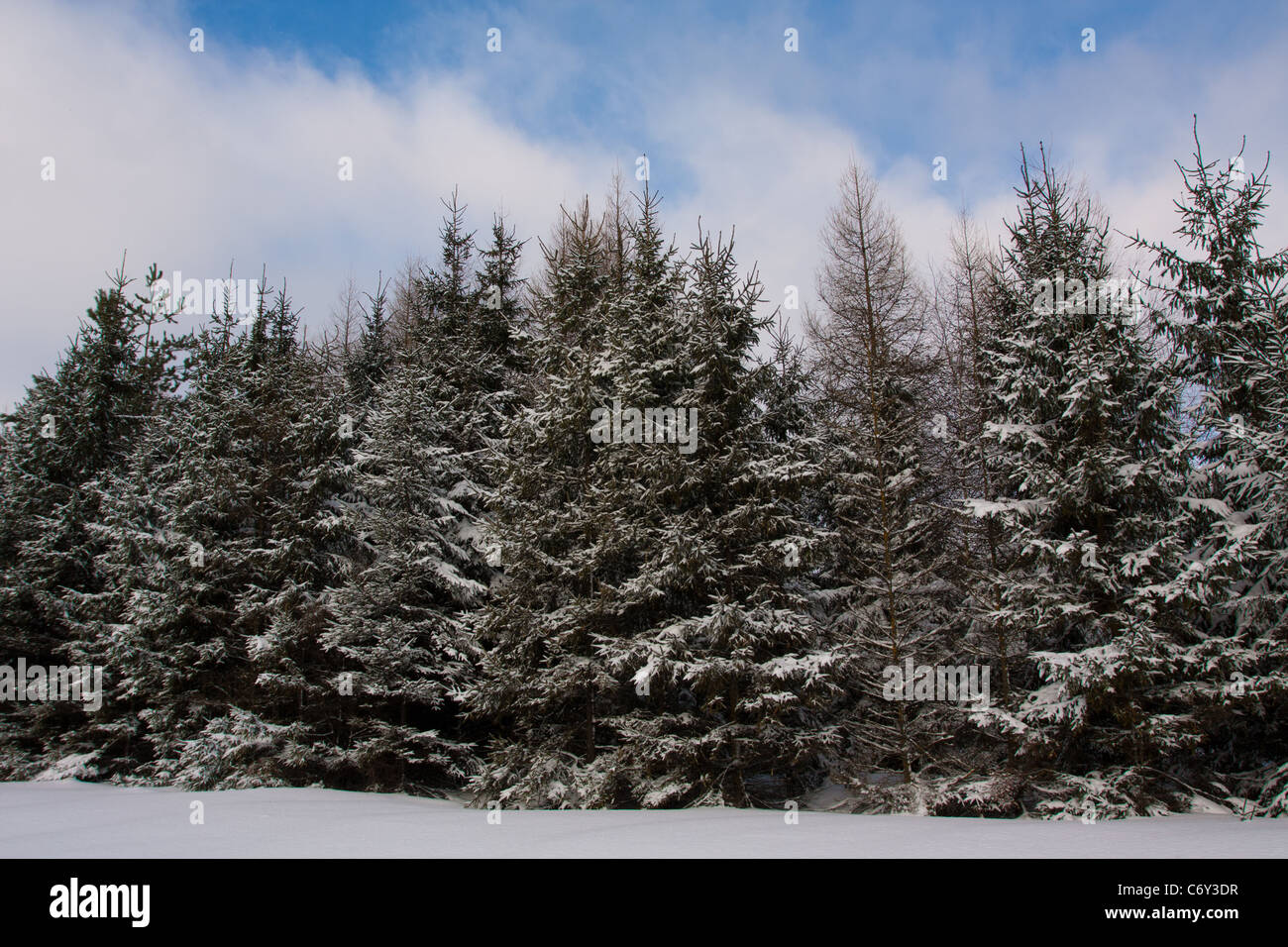 Winter view with trees and snow Stock Photo - Alamy
