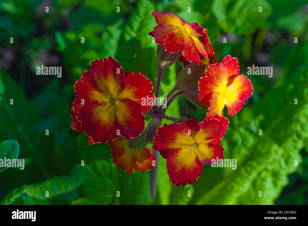 Red yellow Primrose flower in green nature Stock Photo - Alamy