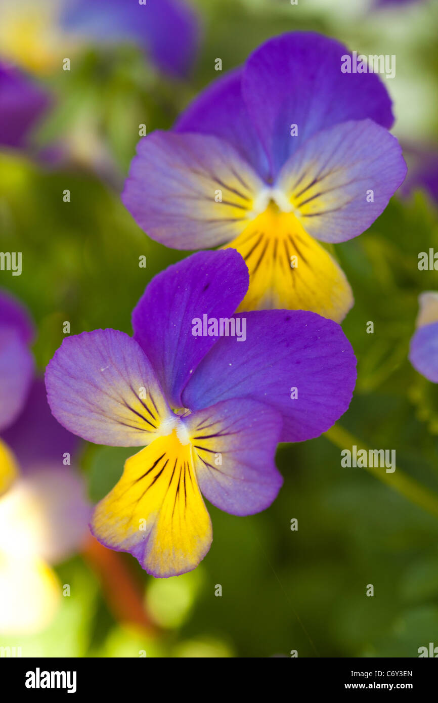 Pansies images hi-res stock photography and images - Alamy