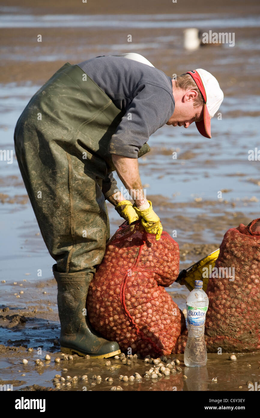 Uk cockle picker hi-res stock photography and images - Alamy
