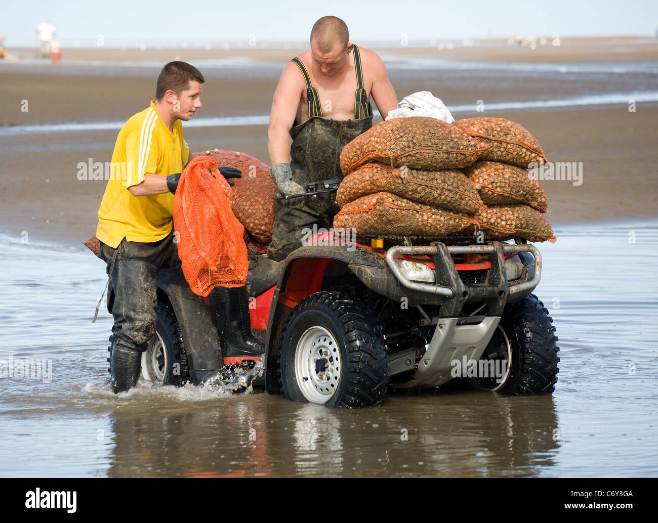 Harvesting Cocklers using ATV (ATVS) “quad bikes” at the start of the ...