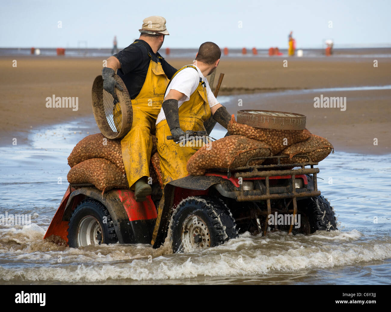 Harvesting Cocklers using ATV (ATVS) “quad bikes” at the start of the ...