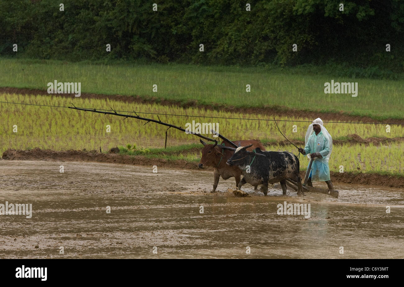 Bangalore rural hi-res stock photography and images - Alamy