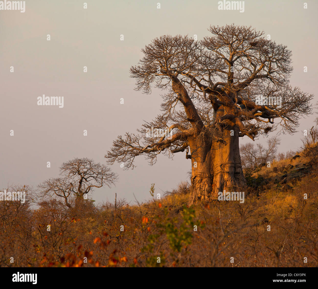 boabab tree at sunrise Stock Photo - Alamy