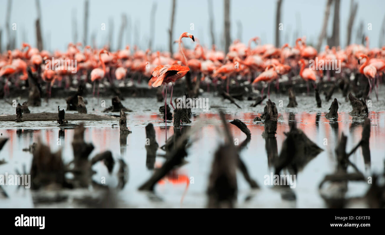 Colony of Great Flamingo the on nests. Rio Maximo, Camaguey, Cuba Stock ...