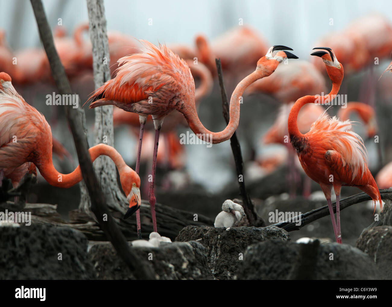 Flamingo flamingos fight hi-res stock photography and images - Alamy