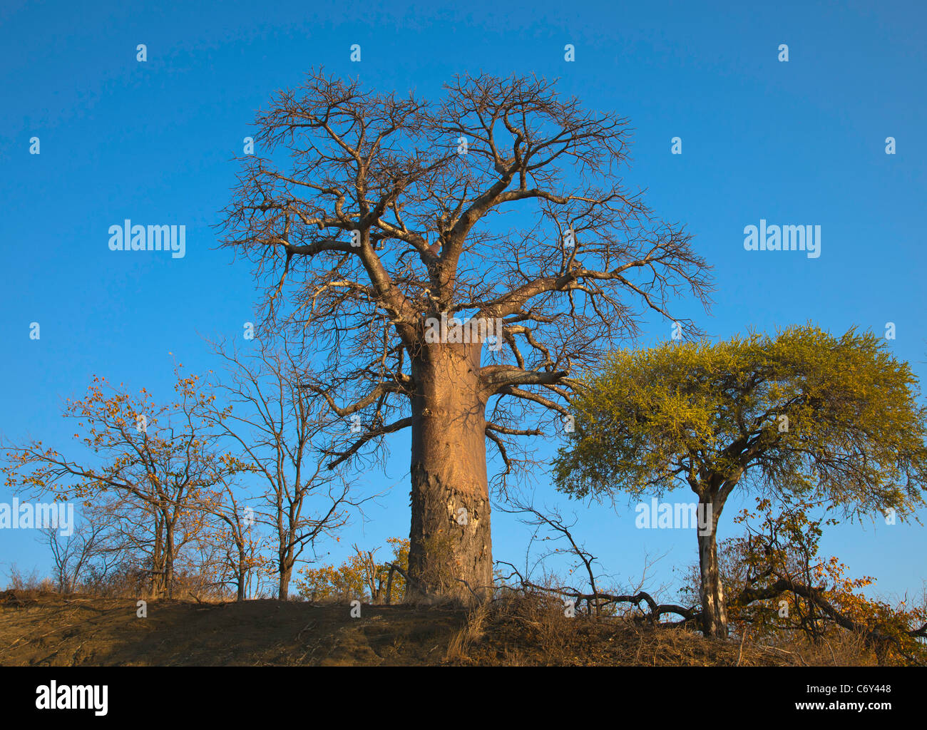 Boabab tree hi-res stock photography and images - Alamy