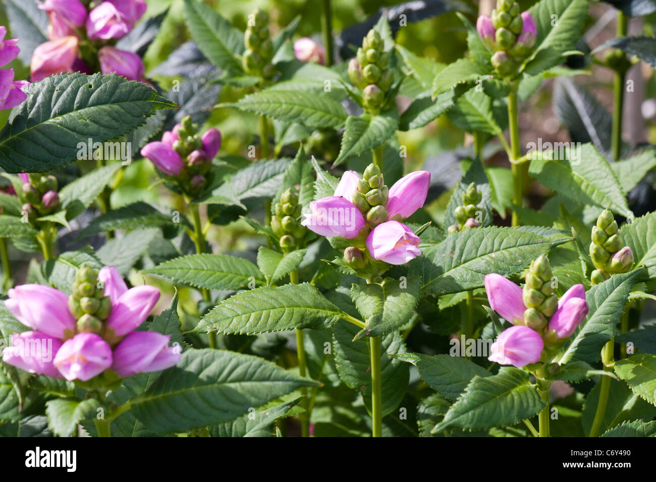 Pink turtlehead, Lila sköldpaddsört (Pink turtlehead Stock Photo - Alamy