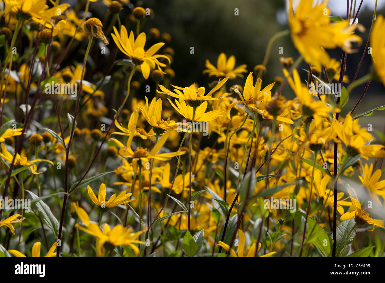 Cheerful Sunflower, Präriesolros (Helianthus x laetiflorus Stock Photo ...