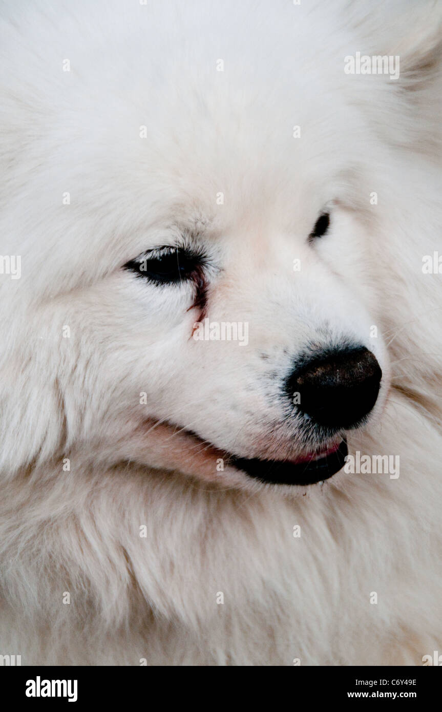 Close crop of a white dog Stock Photo - Alamy