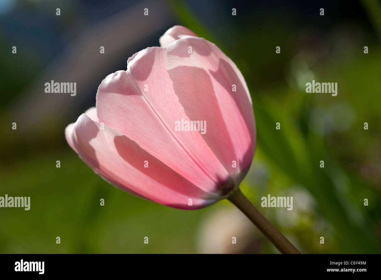 Pink single tulip Stock Photo - Alamy