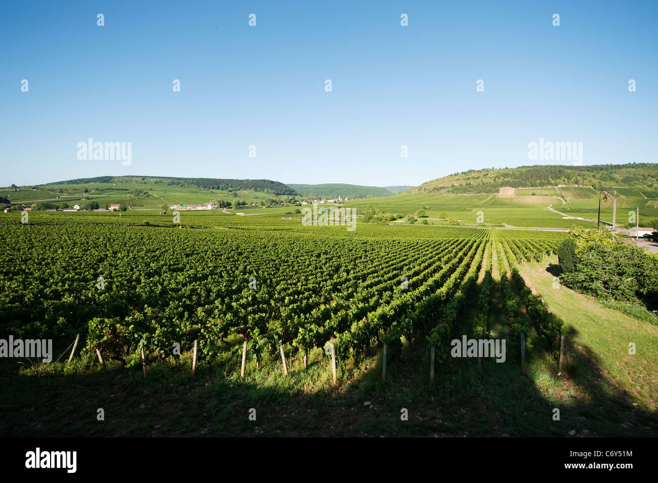 Vineyards at the village of Meursault in Burgundy with the village of ...
