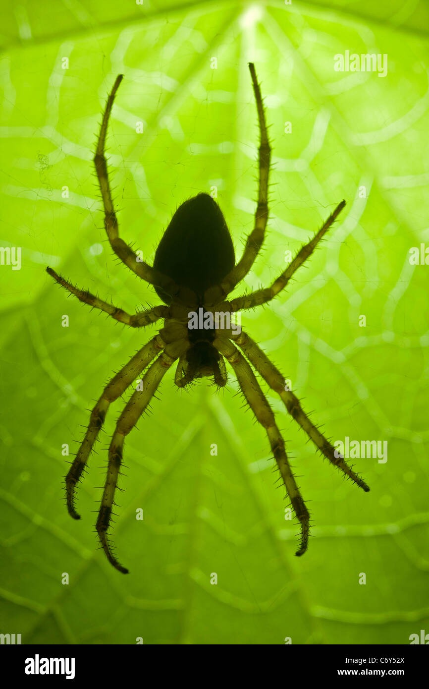 Spider with cross on the back hi-res stock photography and images - Alamy