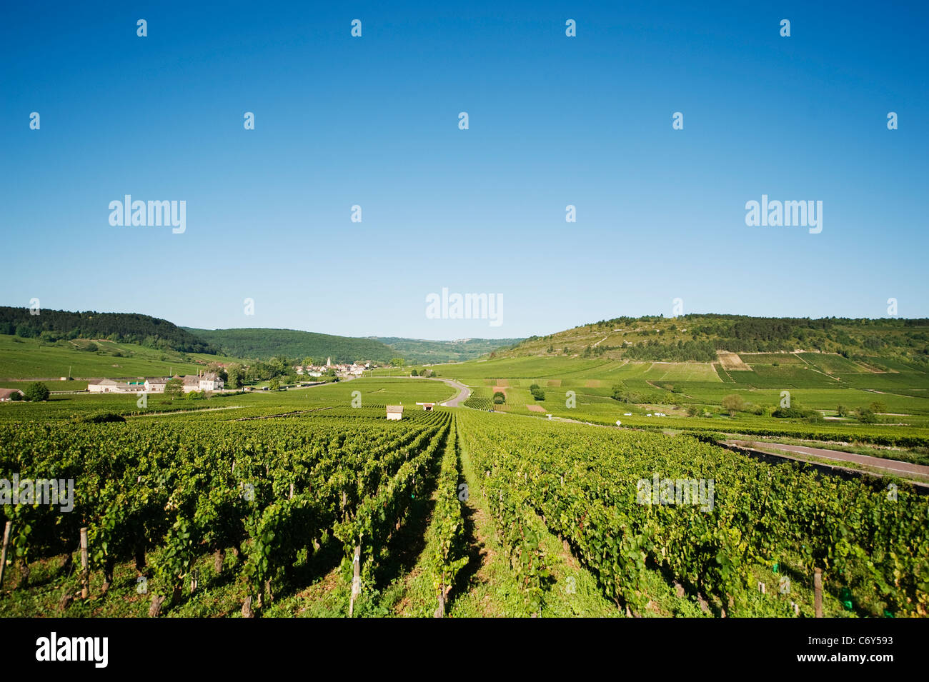 Vineyards at the village of Meursault in Burgundy with the village of ...
