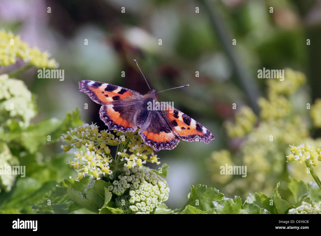 Small Tortoiseshell Butterfly, Aglais urticae, Nymphalidae family ...