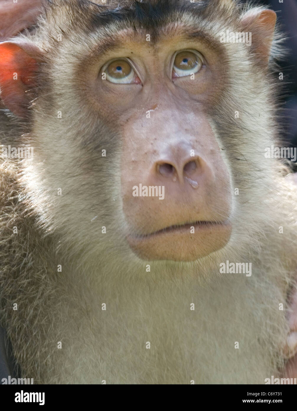 Scared monkey hi-res stock photography and images - Alamy