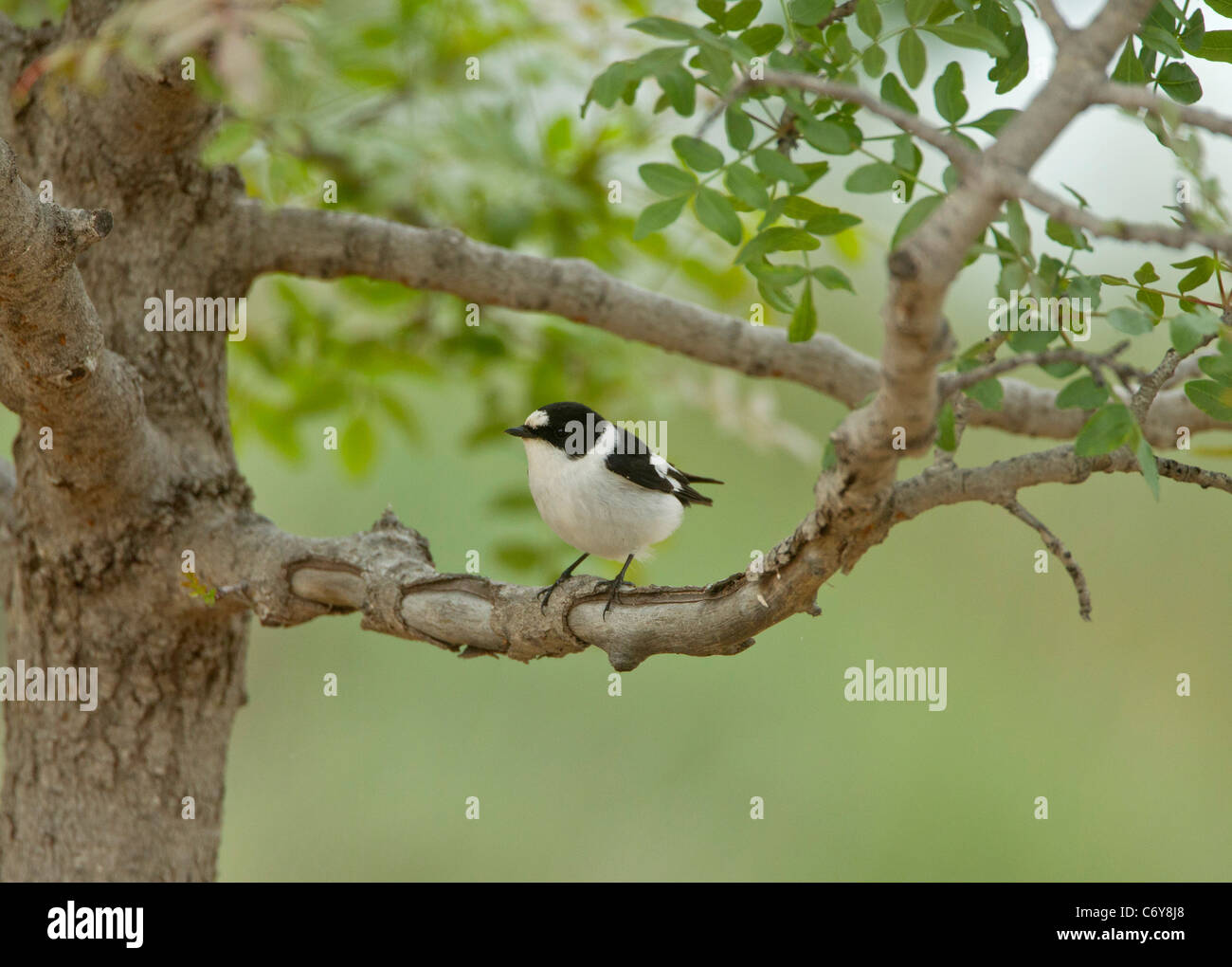 Collared Flycatcher Male Ficedula albicollis in Cyprus Spring Stock ...